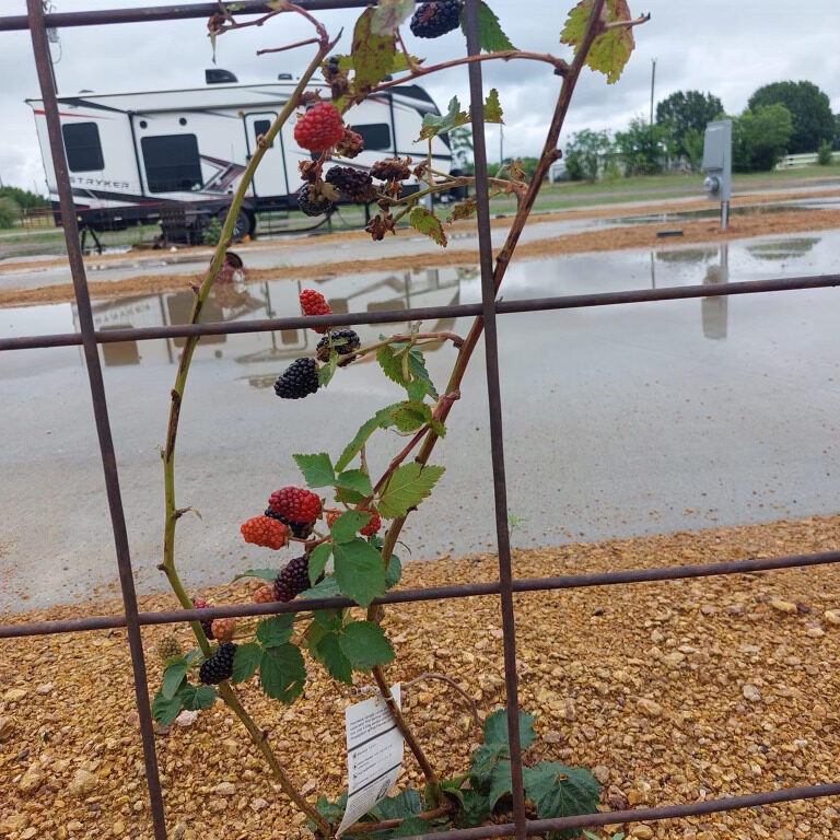 RV Ranch at Texoma – RV Park And Cabins